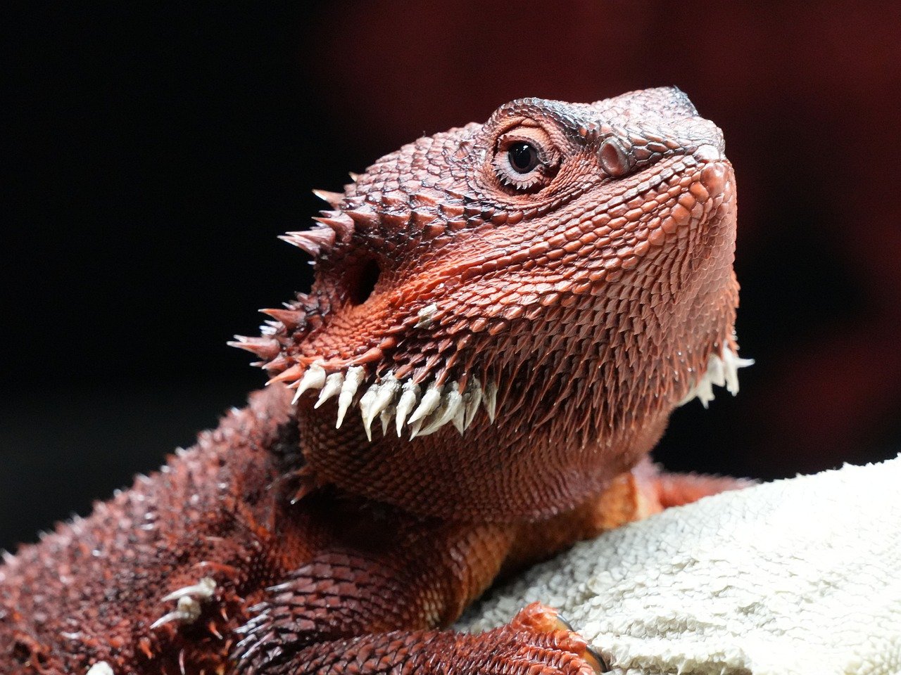 Big Bang Just Another Chicken-Lizard – GodSaidManSaid.com