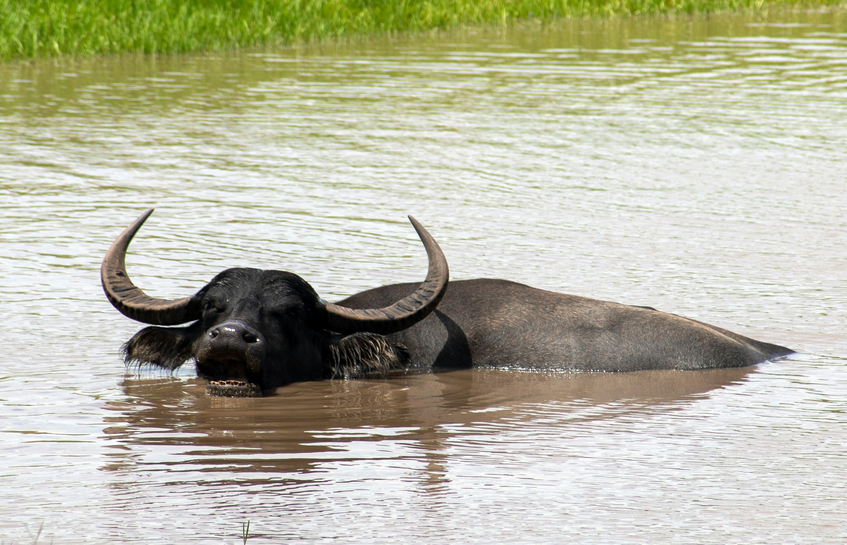 Water Buffalo, Demoted (The Genesis Series, Part 6) – GodSaidManSaid.com